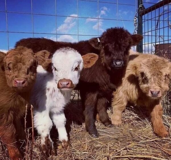 Types of Mini Highland Cows for Sale | Buy Miniature Highland Cattle 4 ...